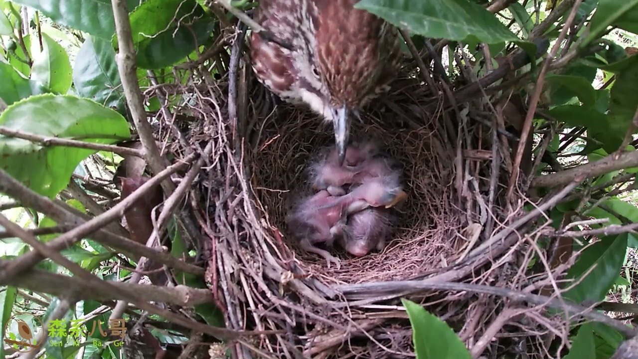 The mother bird brought back the big mantis, can the baby bird eat it?矛 ...