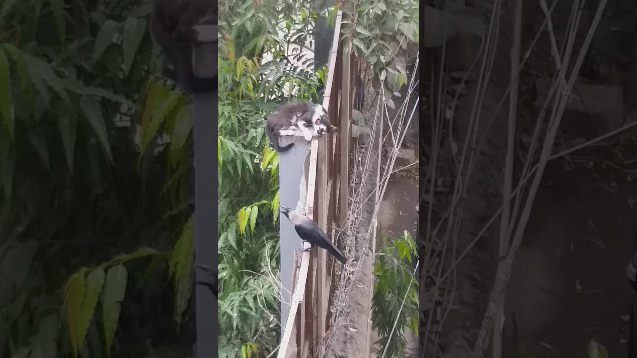 Crows attacks on Cat - YouTube