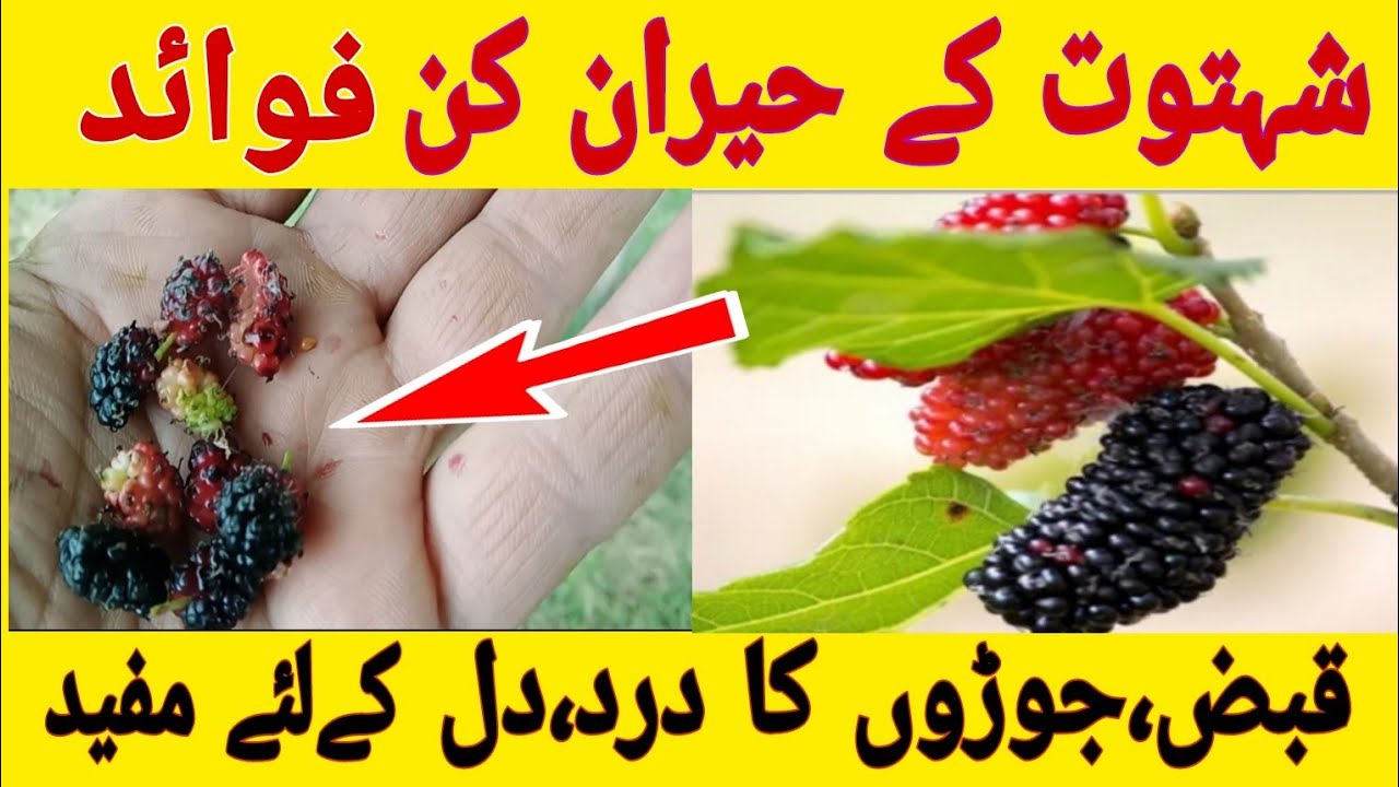 Shahtoot ky faidy Benifits of Mulberry Fresh fruit shahtoot mulberry ...