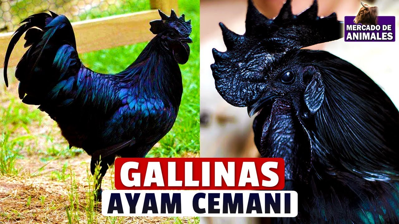 Ayam Cemani Caracteristicas De La Raza De Las Gallinas Completamente ...