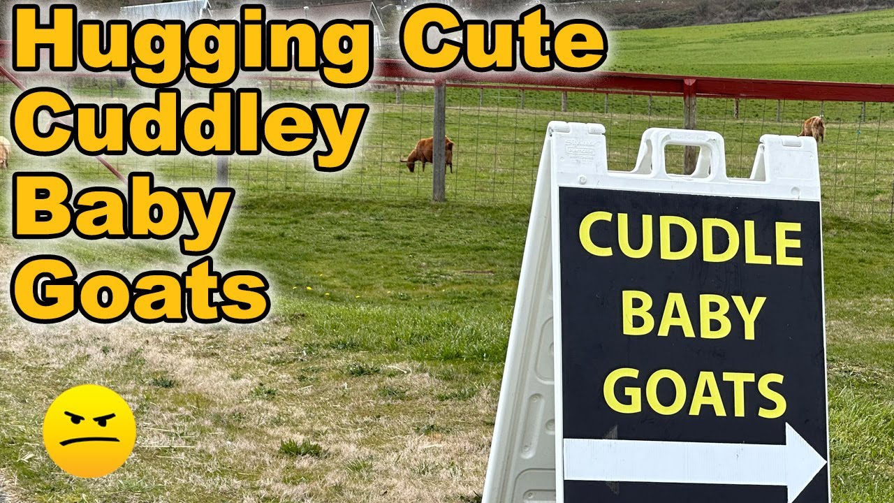 Hugging Cute Cuddly Baby Farm Goats - YouTube