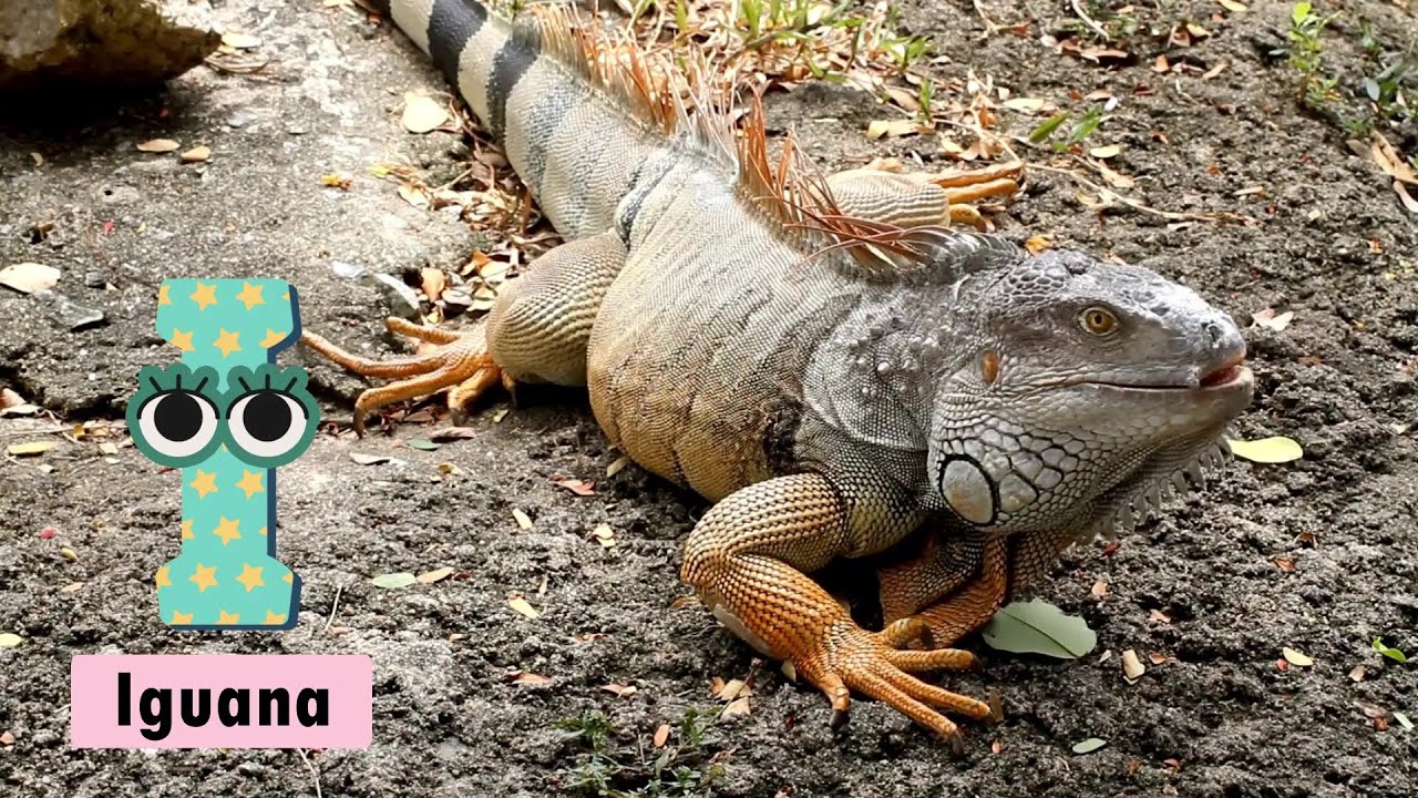 ABC Pet Animals Song | Fun Phonics for Kids | Learn ABC with Cute Pets #abcd - YouTube