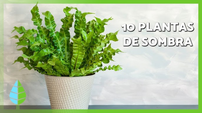 Plantas Para Sombra Exterior Plantas De Exterior Para Todos Tipo De