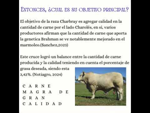 Raza charbray - YouTube