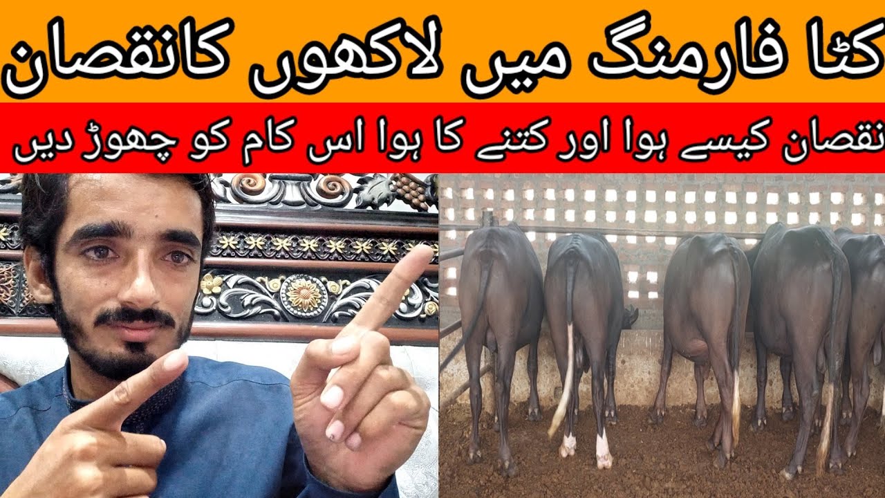Katta Farming | Kata Farm In Pakistan | Kata Farming Men Nuqsan - YouTube