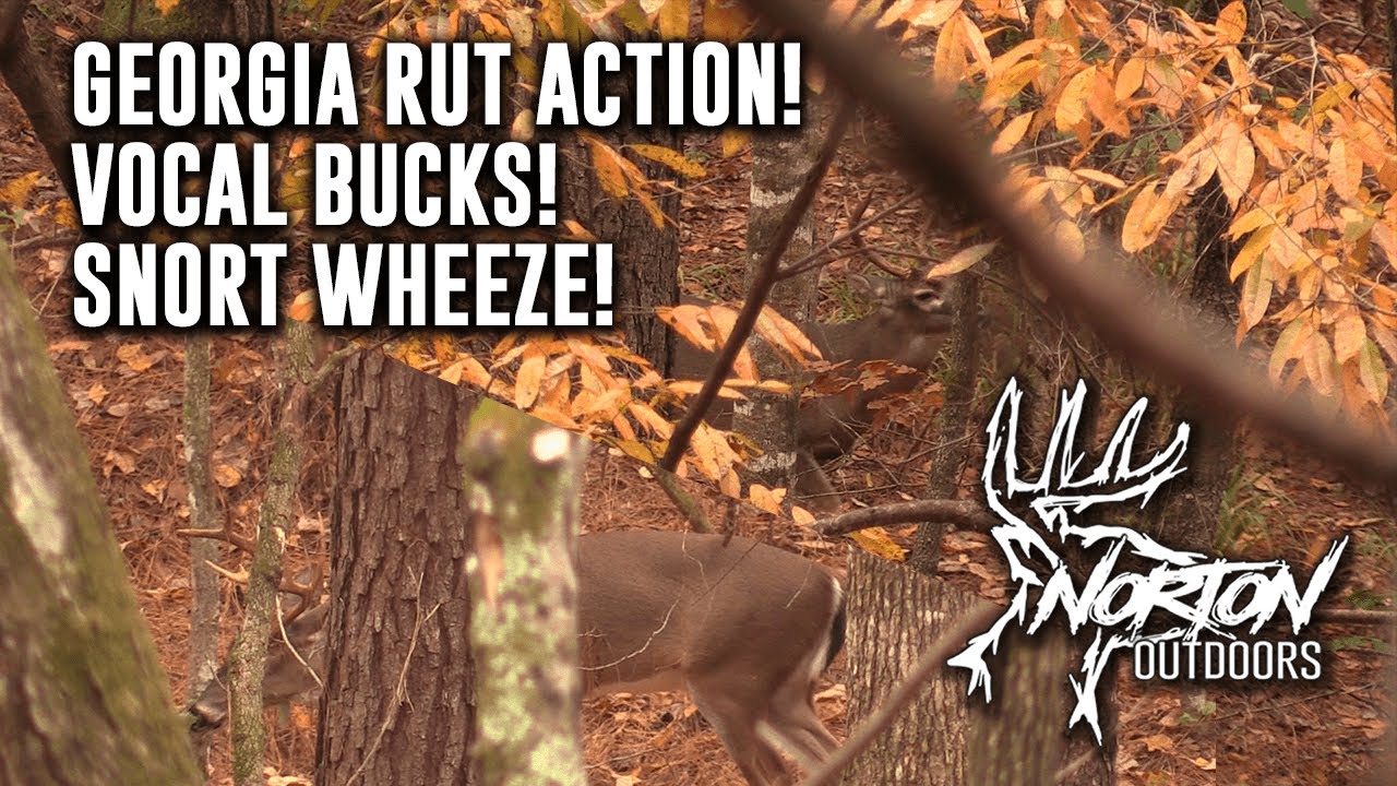 Whitetail Rut Action | Vocal Bucks| SNORT WHEEZE!| Self Filmed | 2019 ...