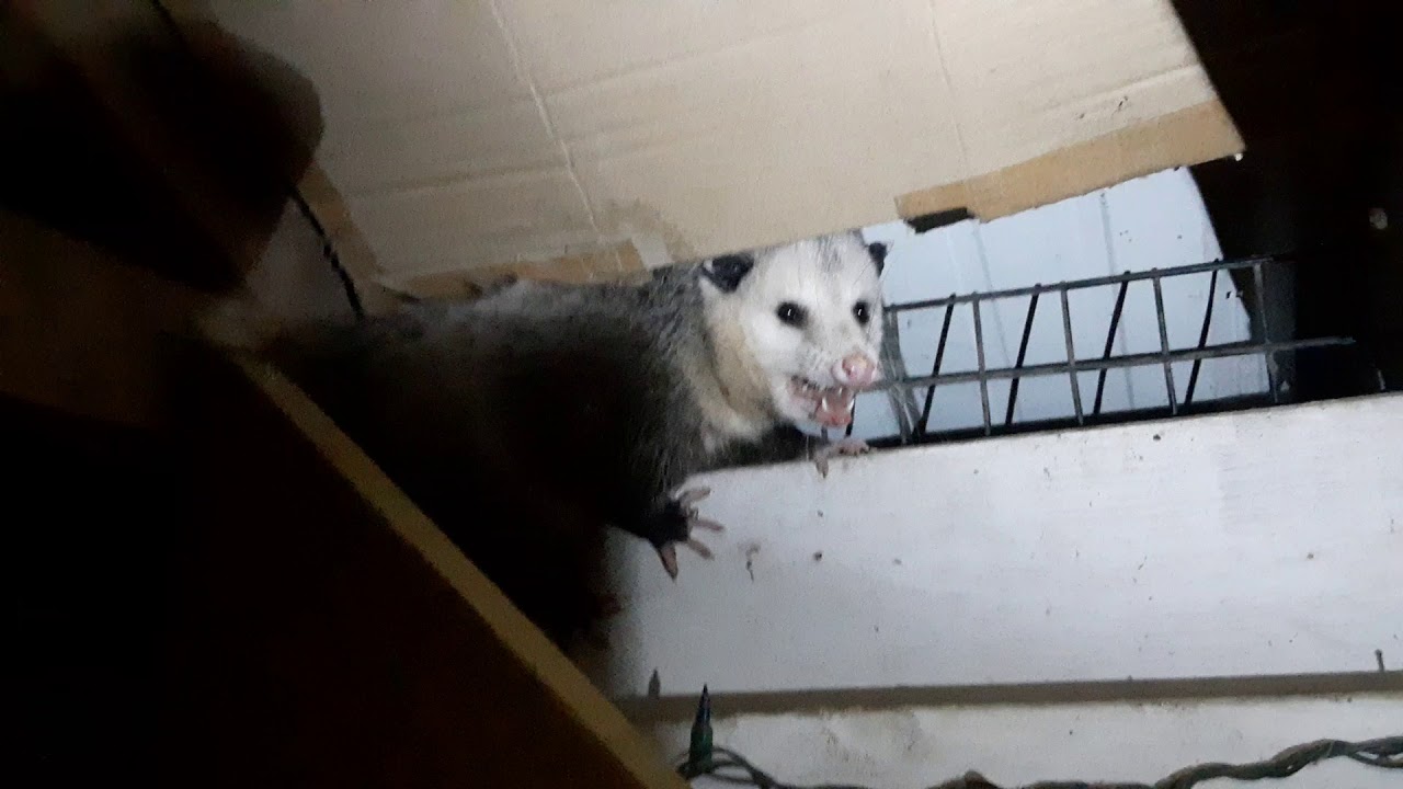Opossum in the Chicken coop - YouTube