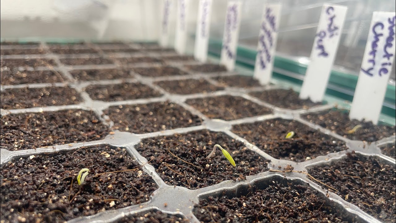 Spring Seed Starting In North Texas | Gardening - YouTube