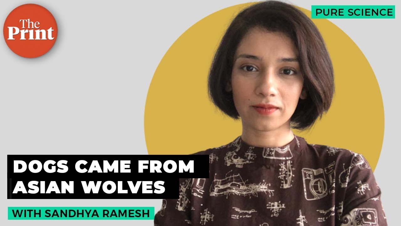 Modern dogs evolved from Asian wolves and mixed with European wolves ...