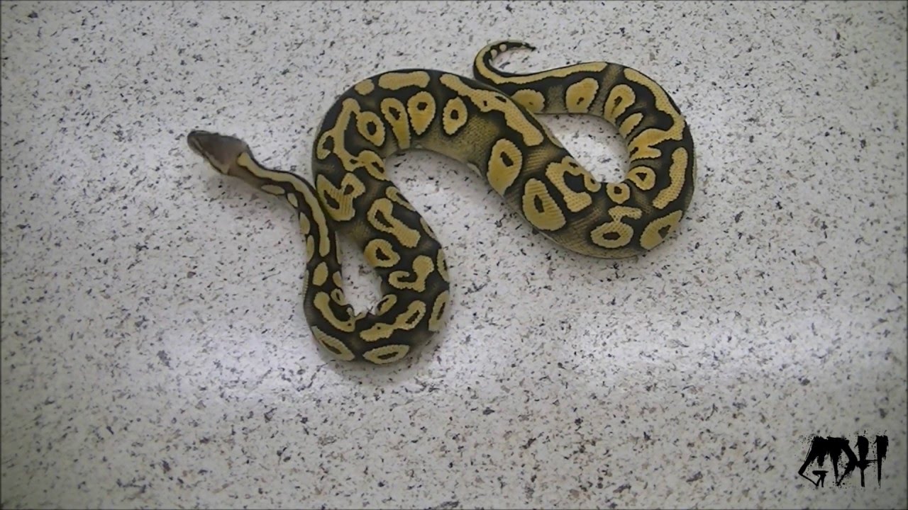 Ball Python Showcase: Mystic Pastel Male Flaming! - YouTube