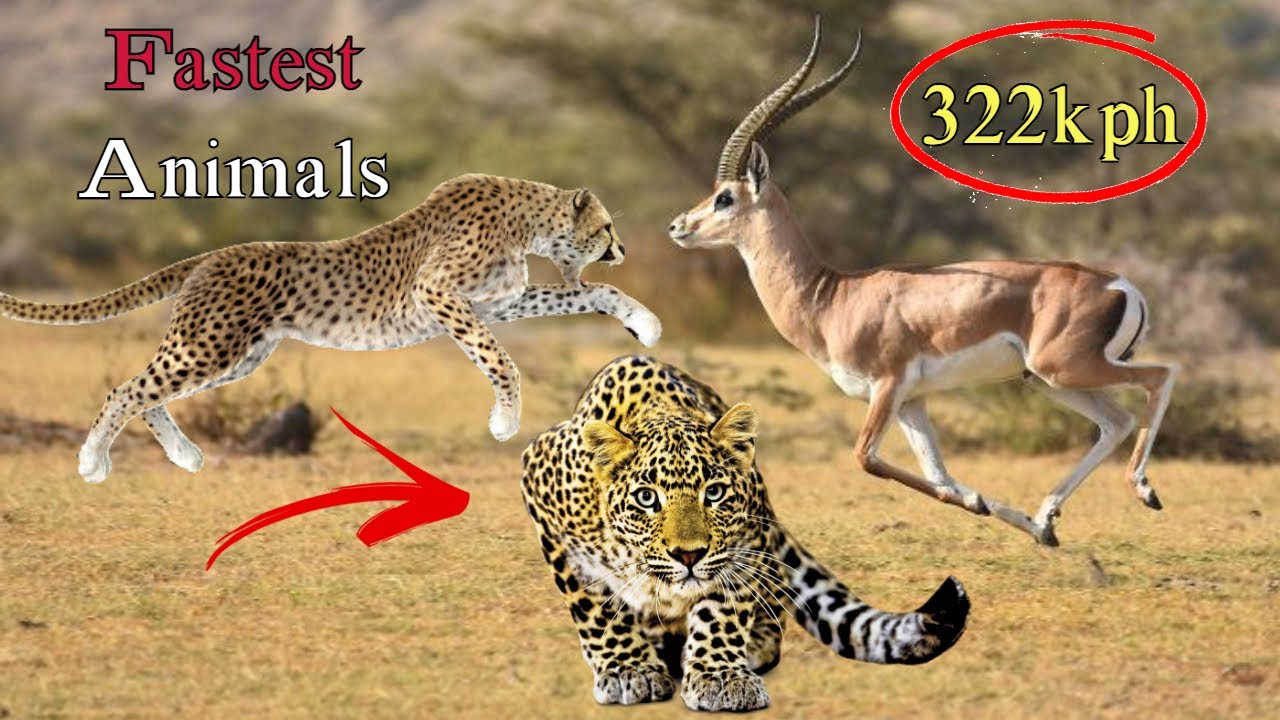 Top 10 Fastest Animals In The World - YouTube