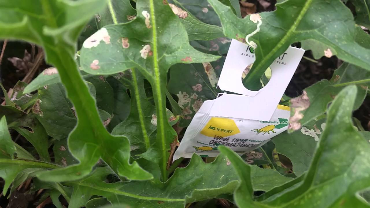 Planococcus citri [Citrus Mealybug] Tended by Linepithema humile ...