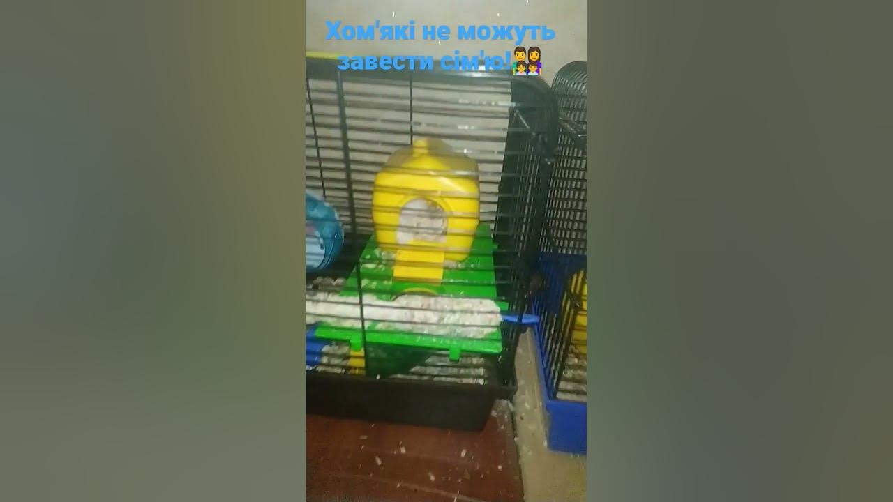 Хом'які не можуть завести сім'ю - YouTube