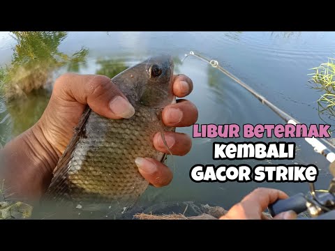 Gacor strike nila|| PAKAI UMPAN GRATISAN‼️