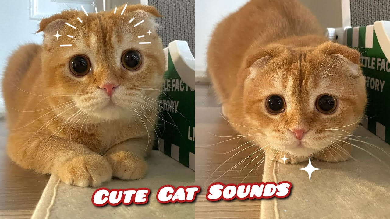 The Internet’s Cutest Cat Sounds Compilation.😻 | Collection Amazing ...