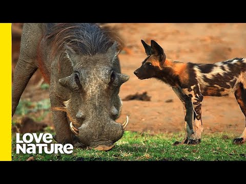 Is This Warthog Strong Enough to Survive 21 Wild Dogs? [Complete Guide]