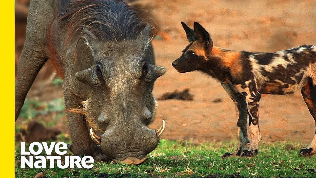 Can This Warthog Survive Against 21 Wild Dogs?! | Love Nature - YouTube