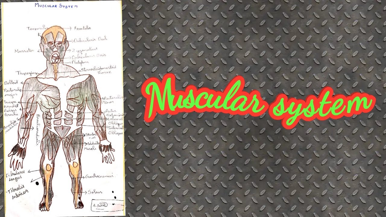 Sakthi Drawing-5Muscular system,muscle,anatomy,human body muscles ...