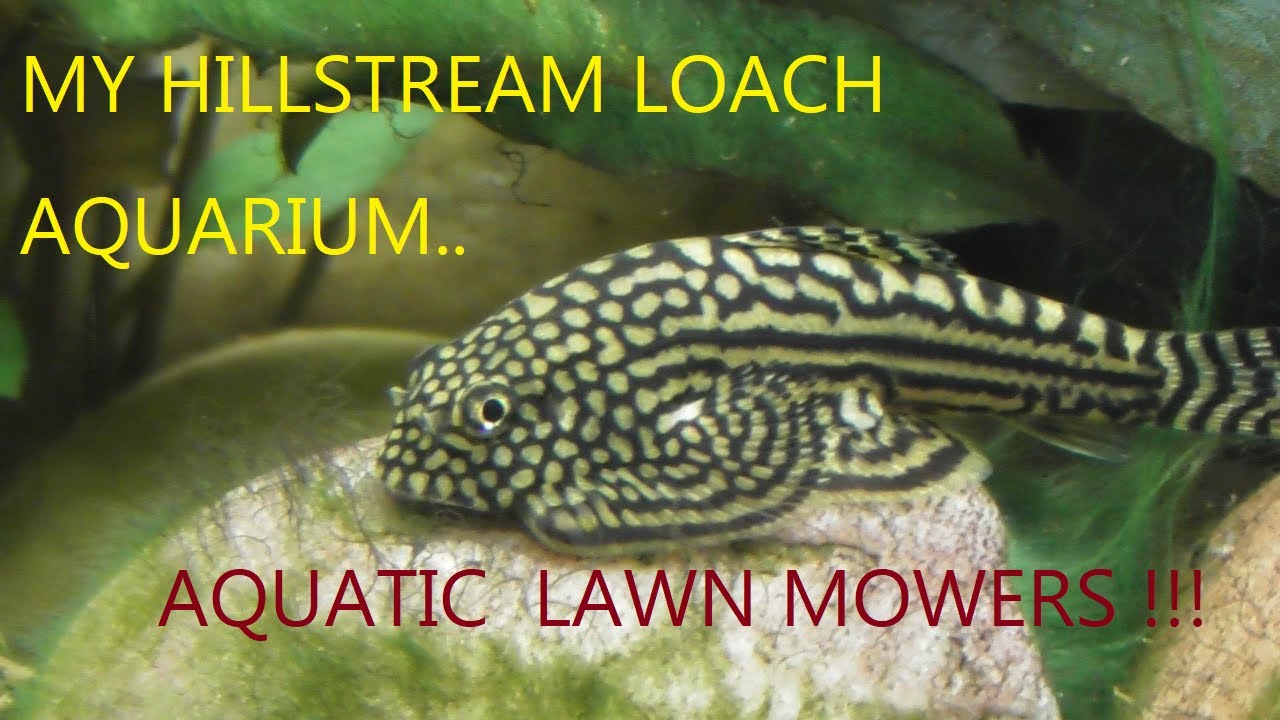 THE HILLSTREAM LOACH AQUARIUM - YouTube