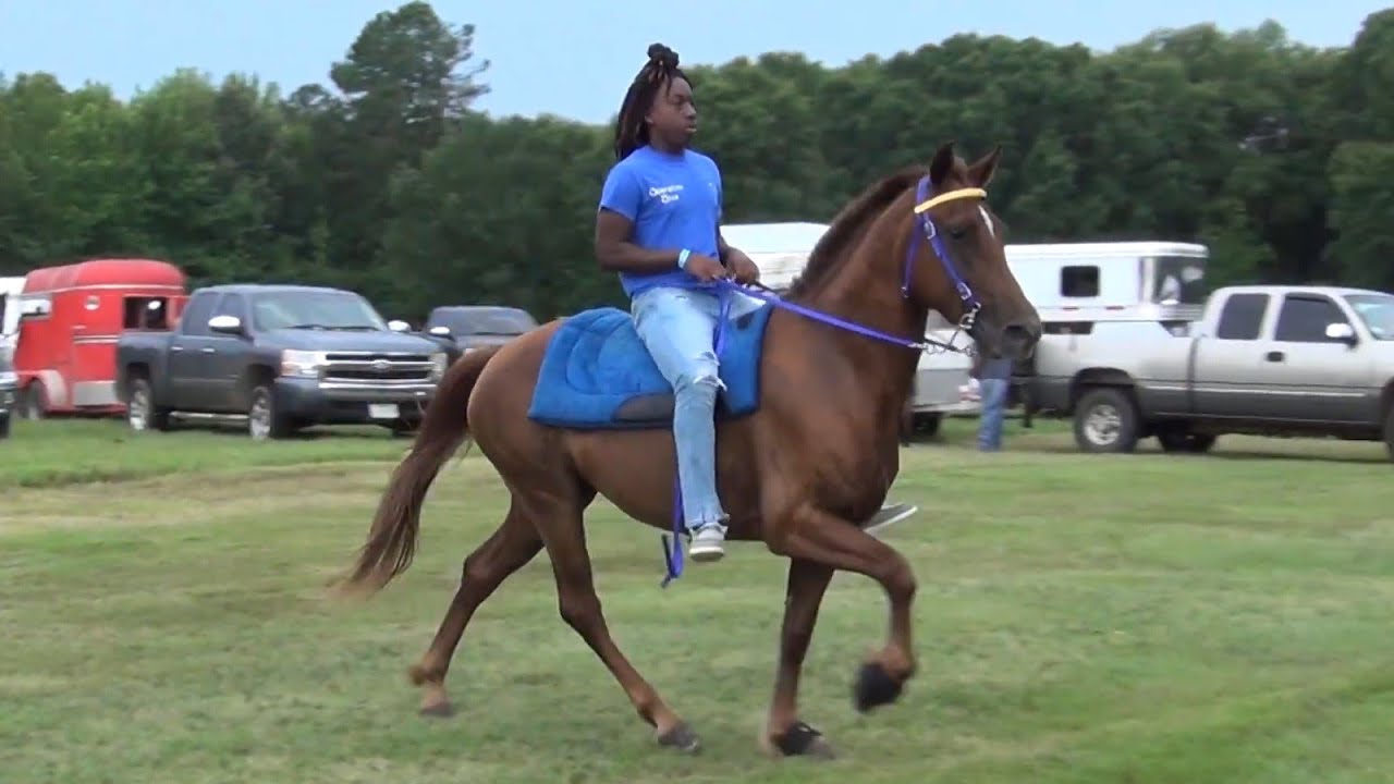 Big Sorrel Tennessee Walking Horse of Oil Top Stables - YouTube