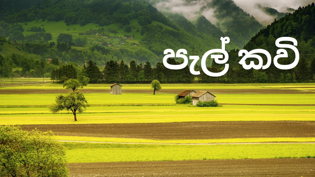 Pal Kawi පැල් කවි | Welyayaka වෙල්යායක ගොන් දෙන්නෙක් | Srilankan Folk # ...