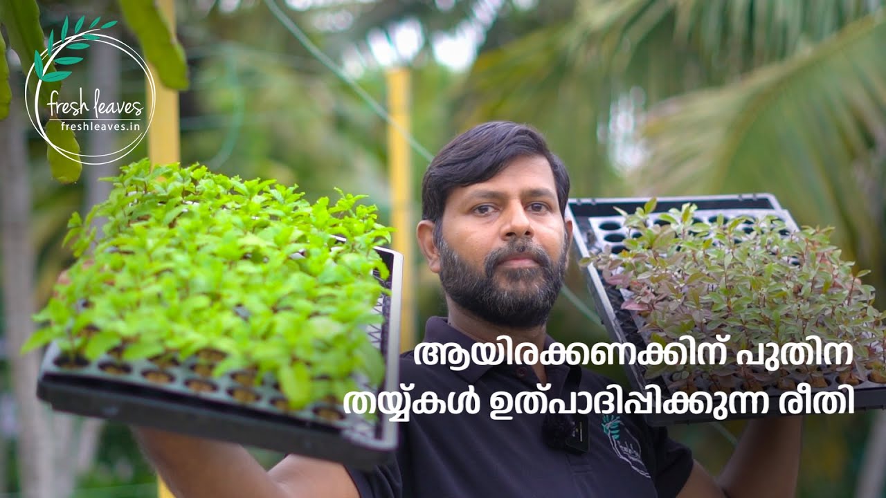 How I make thousands of mint saplings for plant nursery - YouTube