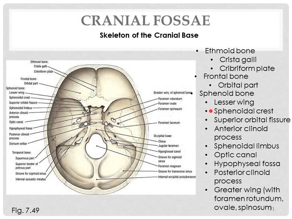 Cranial Cavity - YouTube