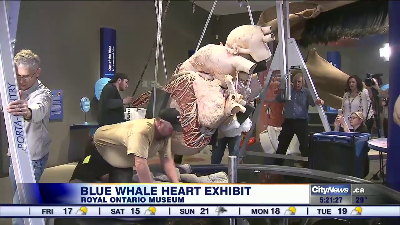 Blue whale heart exhibition Royal Ontario museum - YouTube