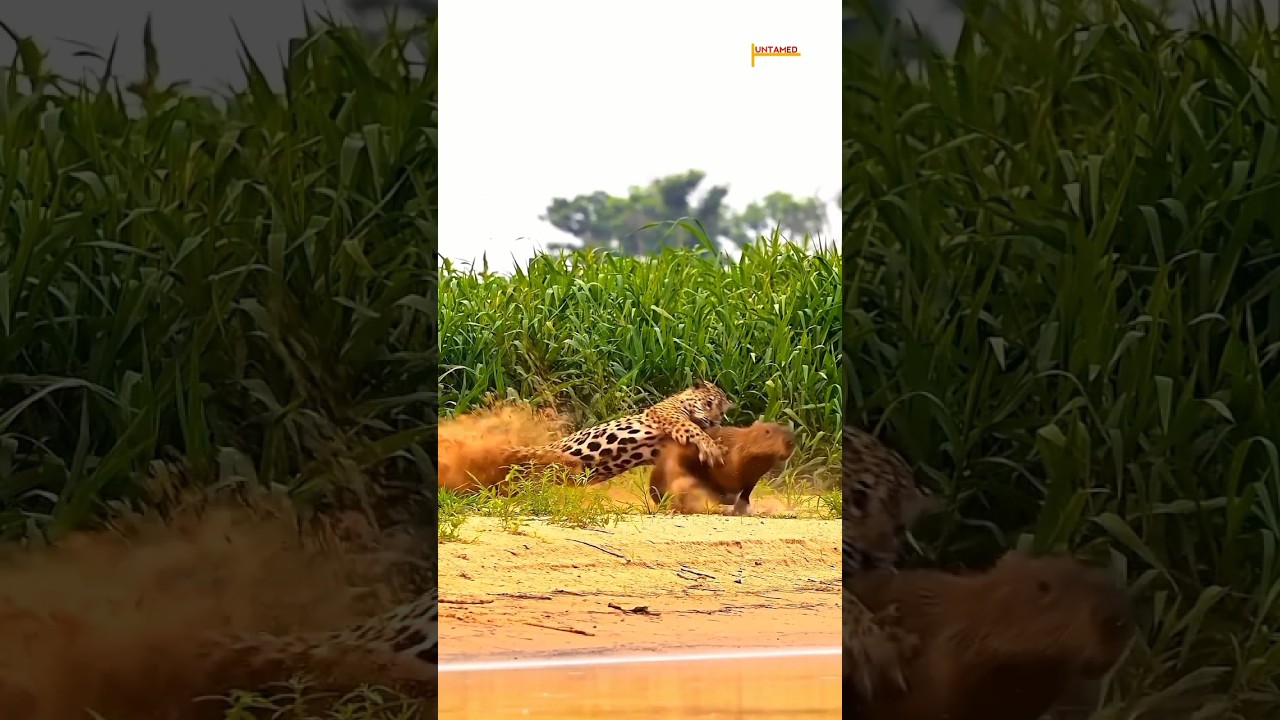 Epic Shot of a Female Jaguar Brutally Killing Capybara - YouTube