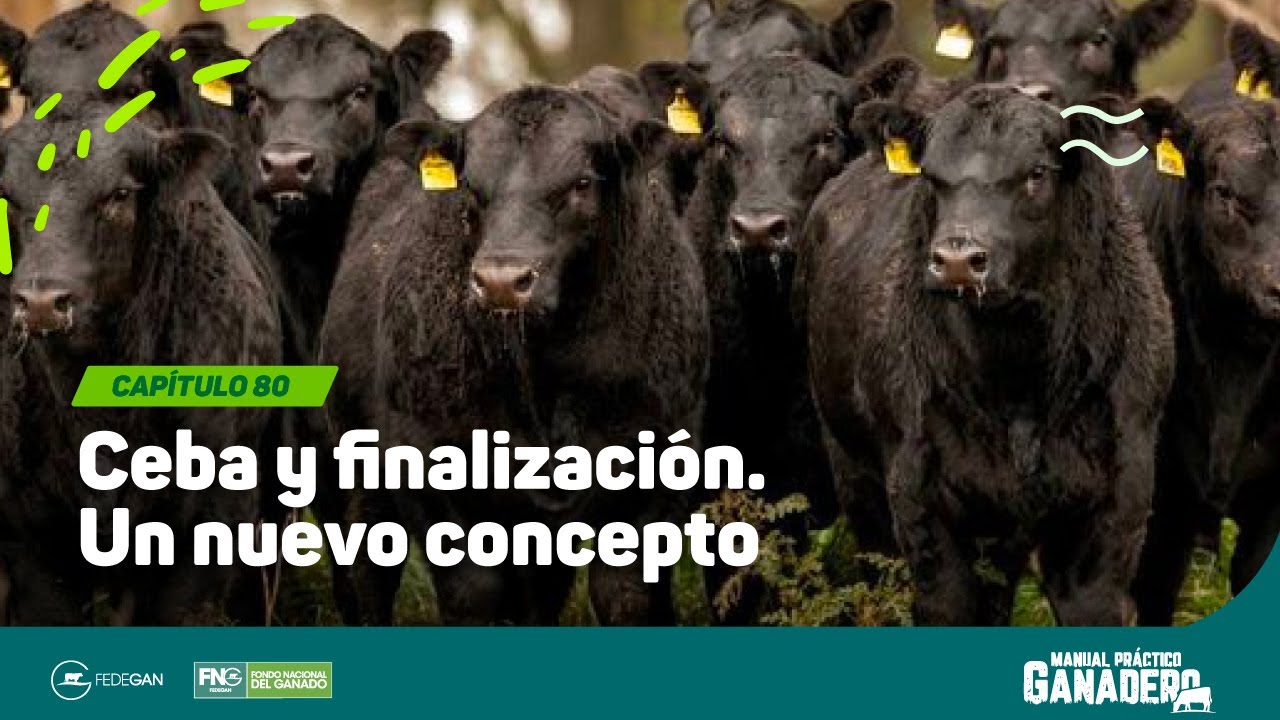 Cap 80 - Ceba y finalización, un nuevo concepto #manualpracticoganadero ...