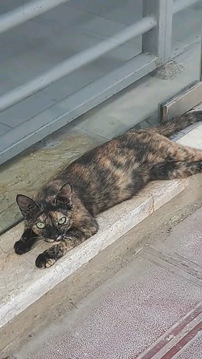 گربه کهربایی اخمو تو گرما لش کرده Cats Shortsvideo Simmy Cat Funny Kitten Funnycats Youtube