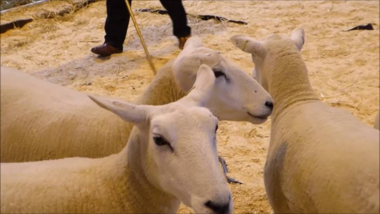 The Lleyn Sheep National Show 2016 - YouTube