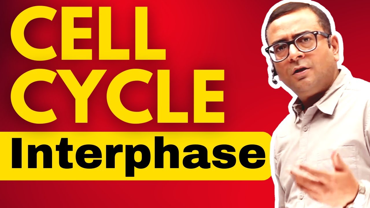 Cell Cycle & Cell Division | Interphase - YouTube