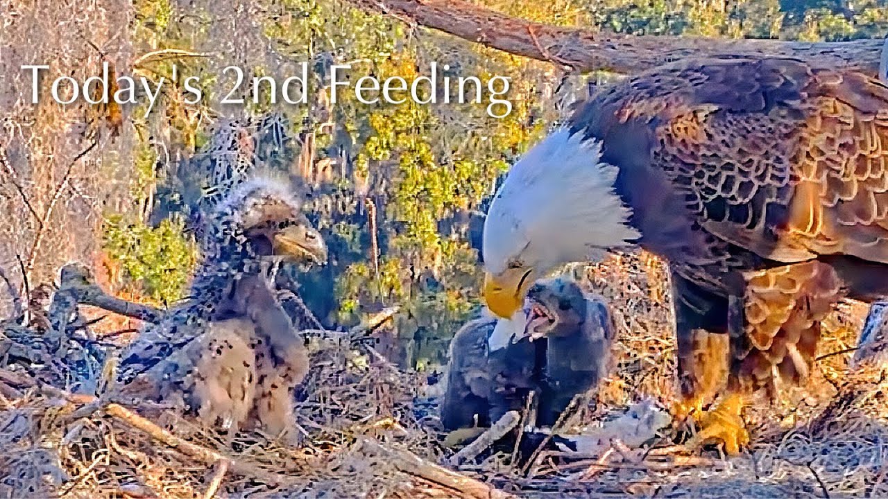 #204🦅🐥31°🐥26°／Winter Park Eagle Nest 2026／Against All Odds:One-Eyed Mom ...