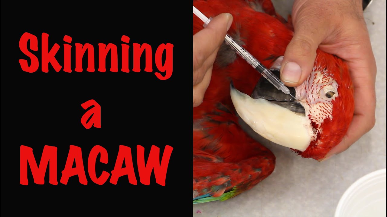 Parrot Taxidermy..How to skin a Bird for Taxidermy. Green winged macaw ...