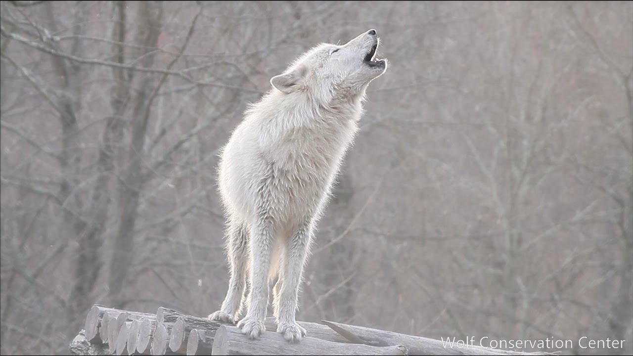 Nikai's Springtime Howl - YouTube