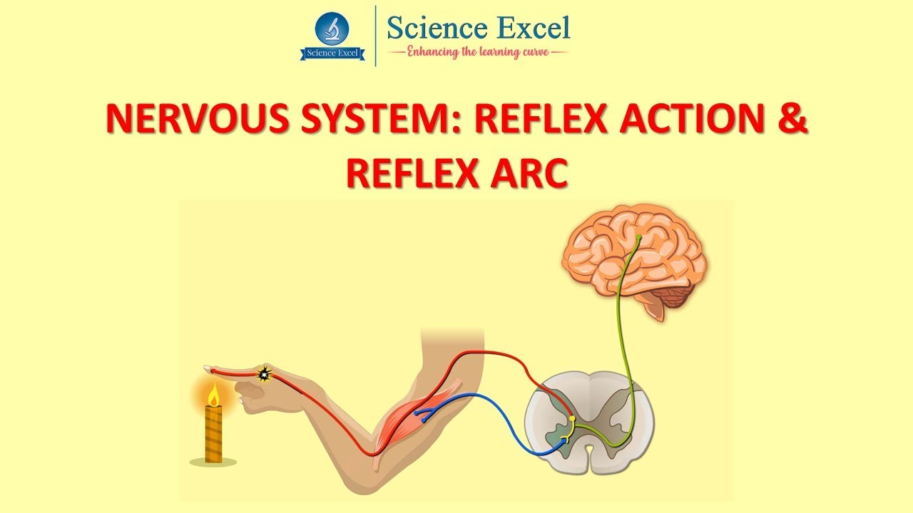 Nervous System : Reflex action & Reflex arc | Science Excel - YouTube