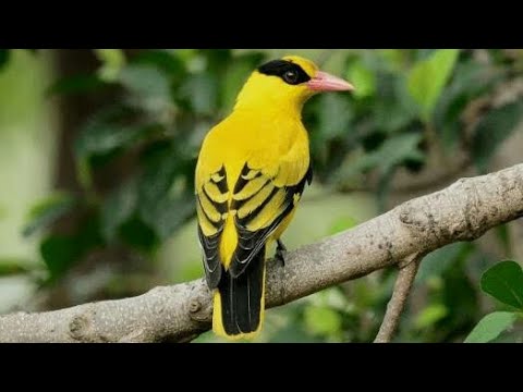 Burung kepodang kuning ||suara burung kepodang - YouTube