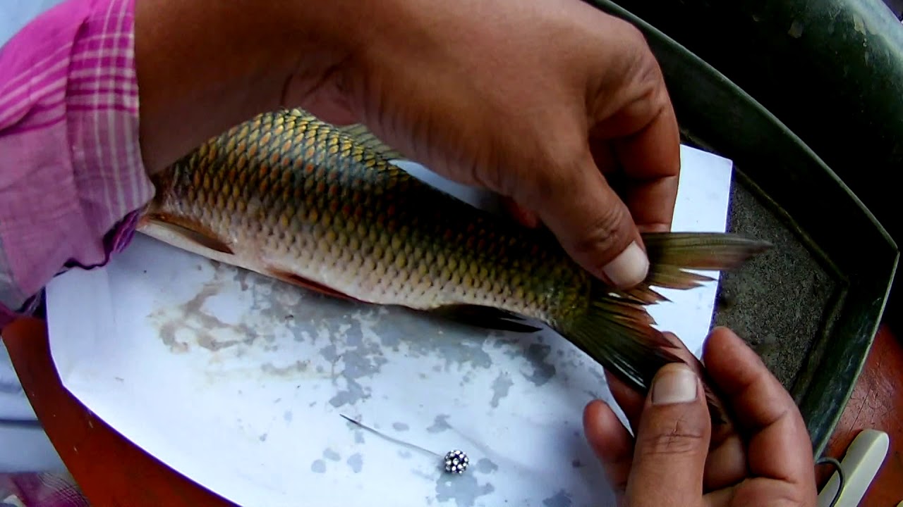রুই, H.S.C Practical of Labeo rohita, (ফুলকার ব্যবহারিক) Rui Fish ...