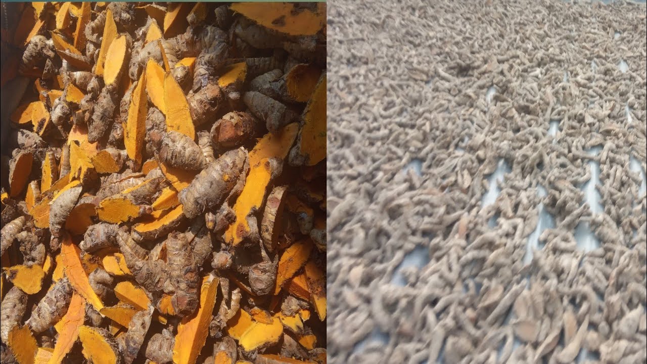 হলুদ সিদ্ধ ও শুকনো করার পদ্ধতি Md Rashed Hasan 241 plse subscribe my ...