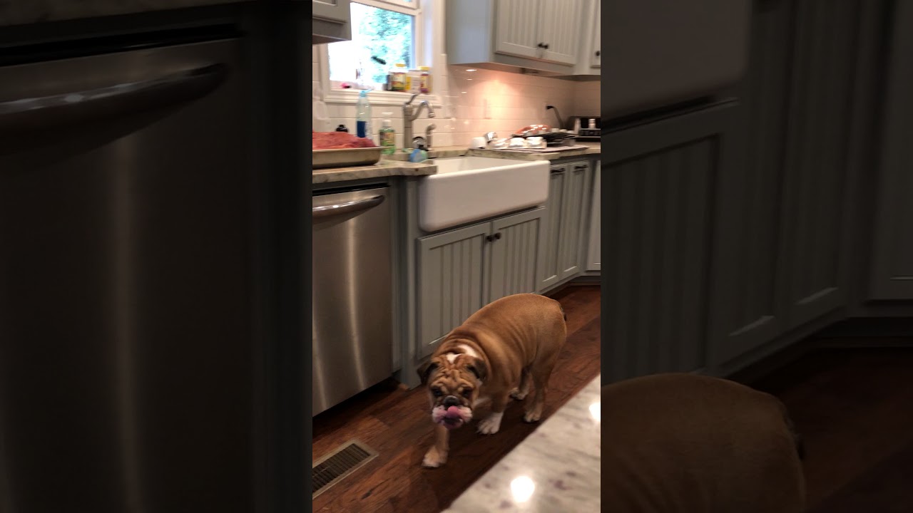 Winston being cute! - YouTube