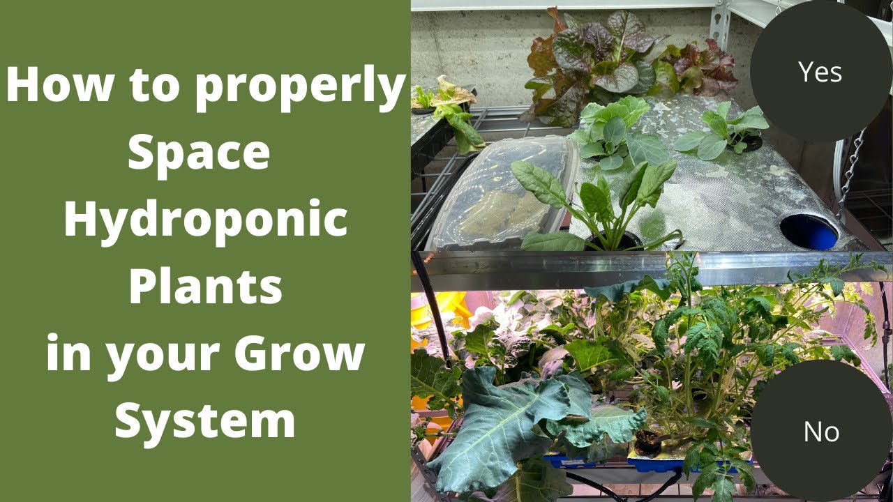 How to properly Space Hydroponic Plants in your grow system - YouTube