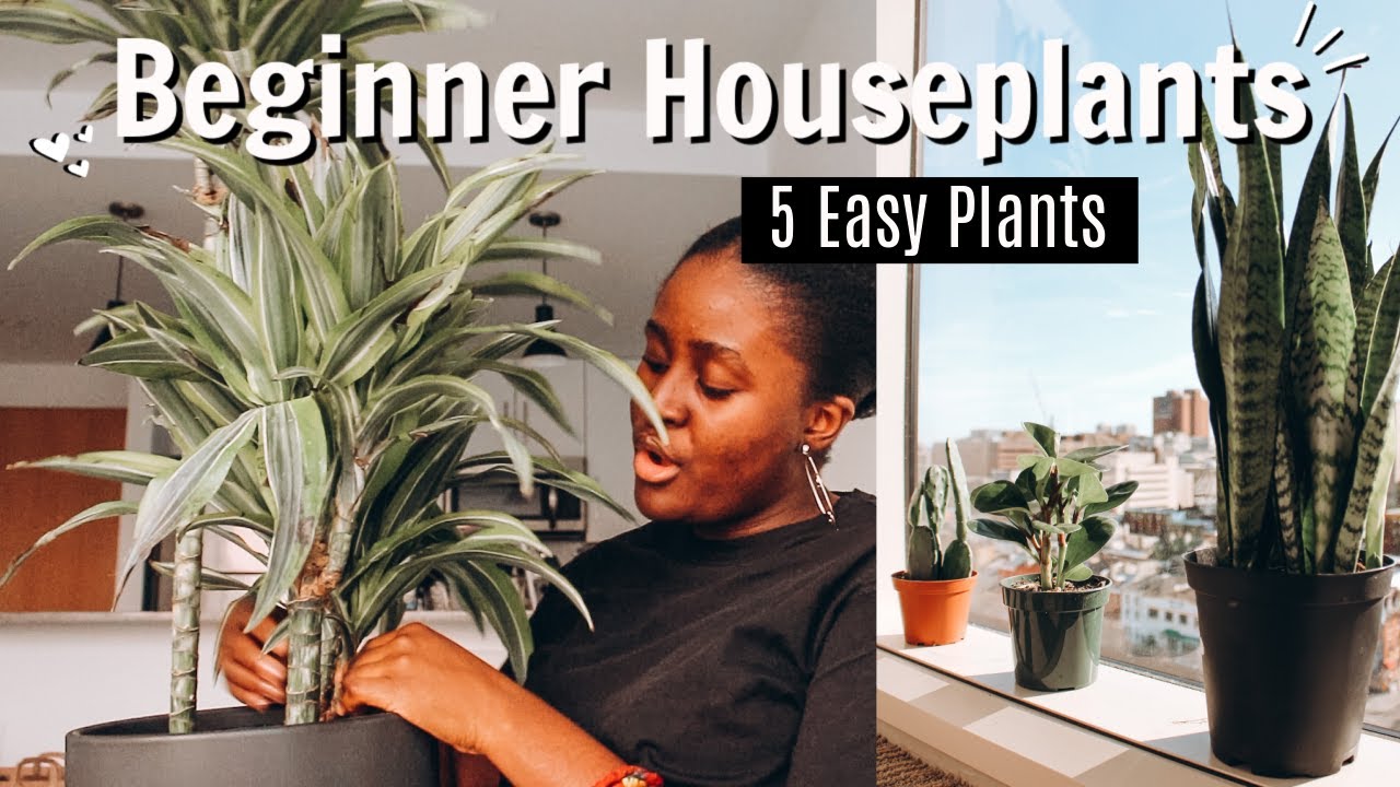 5 HOUSEPLANTS FOR BEGINNERS | Easy Indoor Plants for Beginners - YouTube