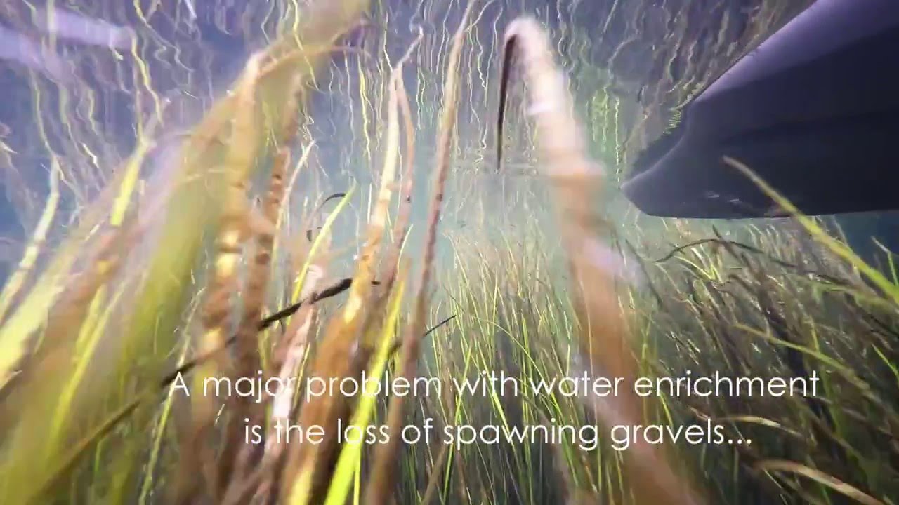 The effects of water enrichment - underwater footage - YouTube