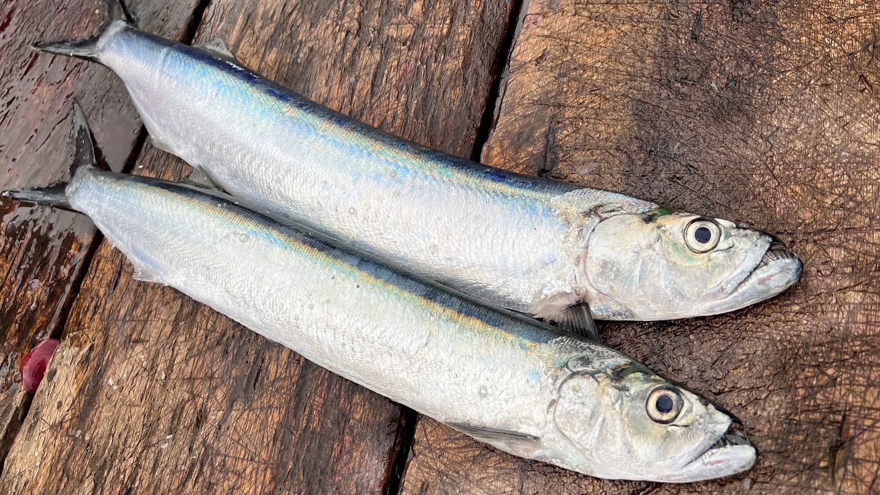 Rare Dorab Wolf Herring Fish Cutting | Fresh Fish Slicing Skills - YouTube