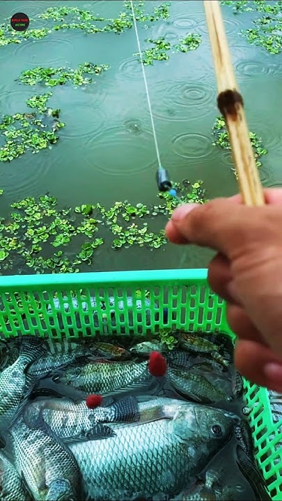 How to instantly catch fish in fish skills #shorts #fishing - YouTube