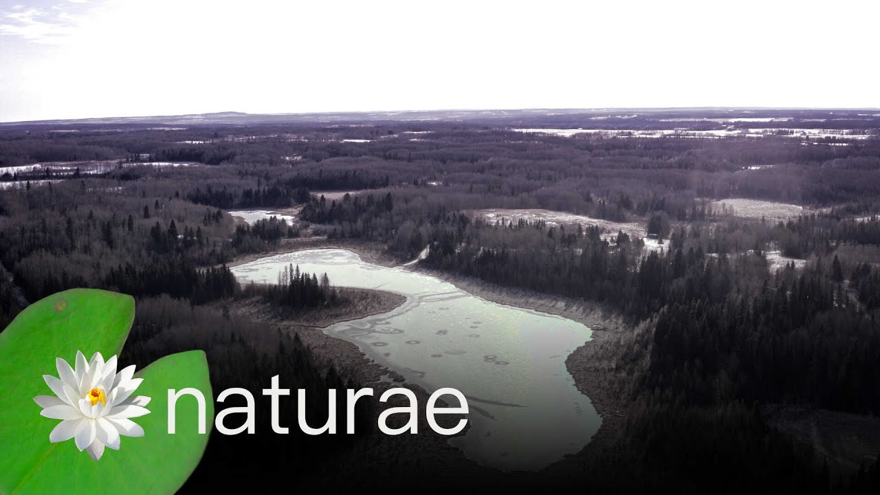 Nation Untamed - Medicine & Survival - Traditional Métis Bush Skills at ...