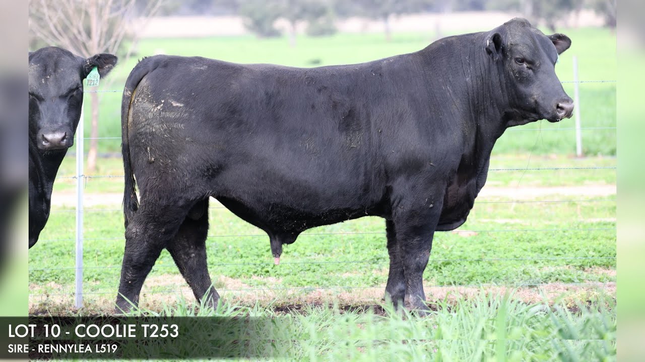 LOT 10 - COOLIE T253 - YouTube