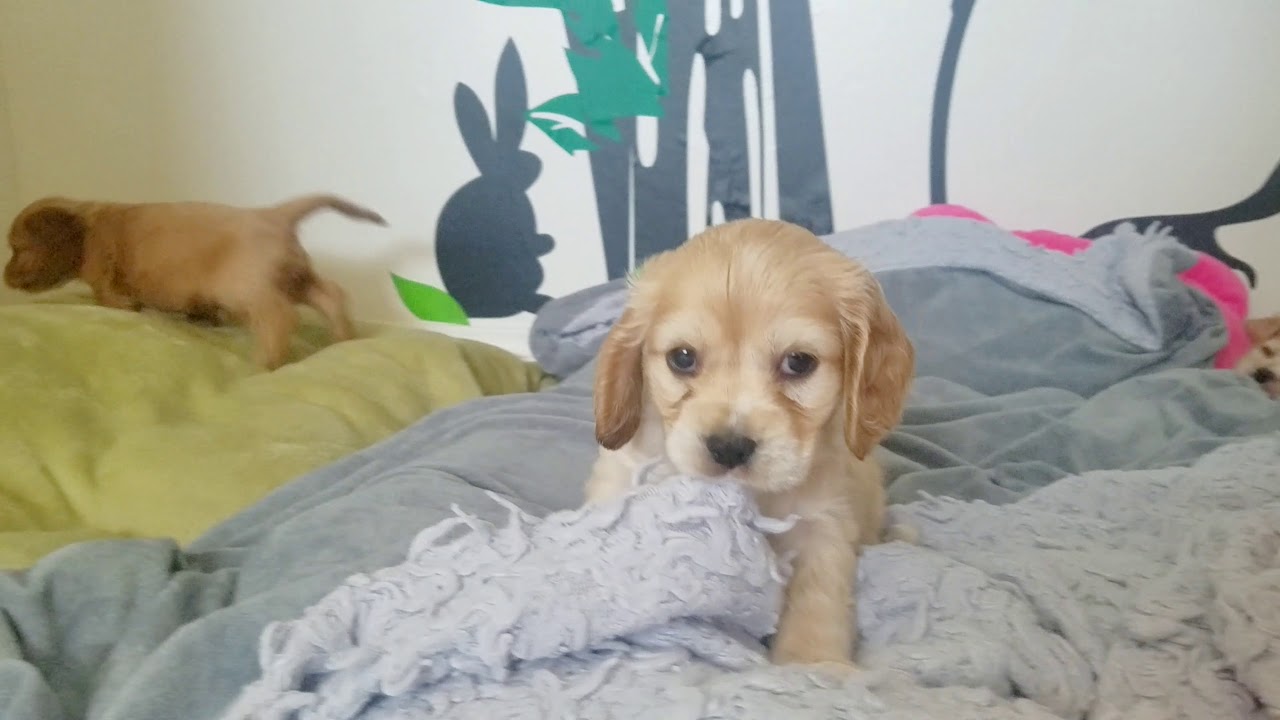 Camp Cocker rescue.. Sydney's puppies at 6 weeks - YouTube