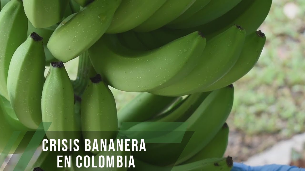 Crisis bananera en Colombia- TvAgro por Juan Gonzalo Angel Restrepo ...